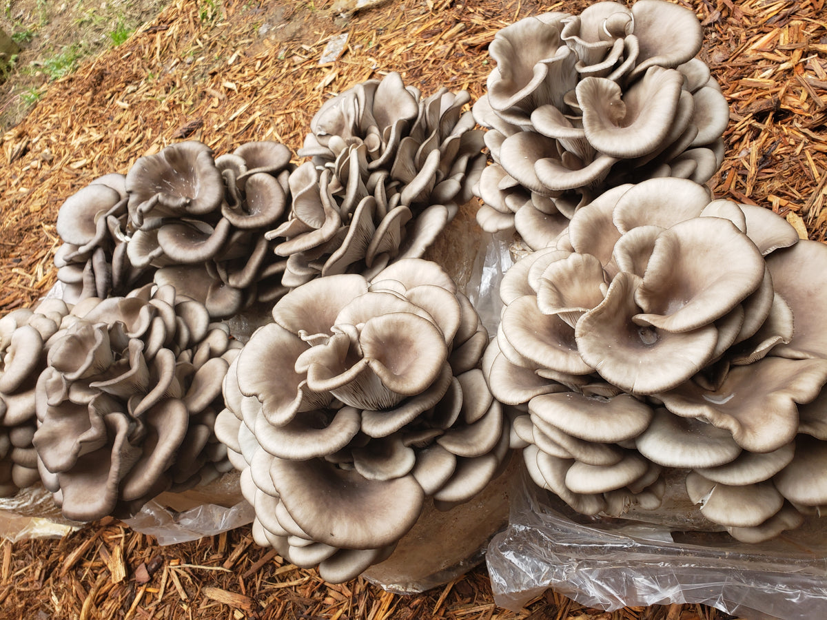Wholesale – Fungi Farm