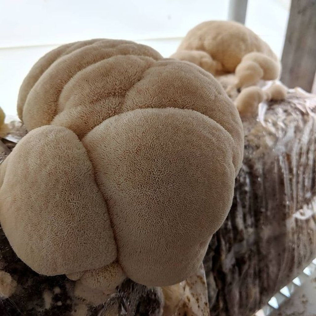 Fungi Farm | Grow Mushrooms