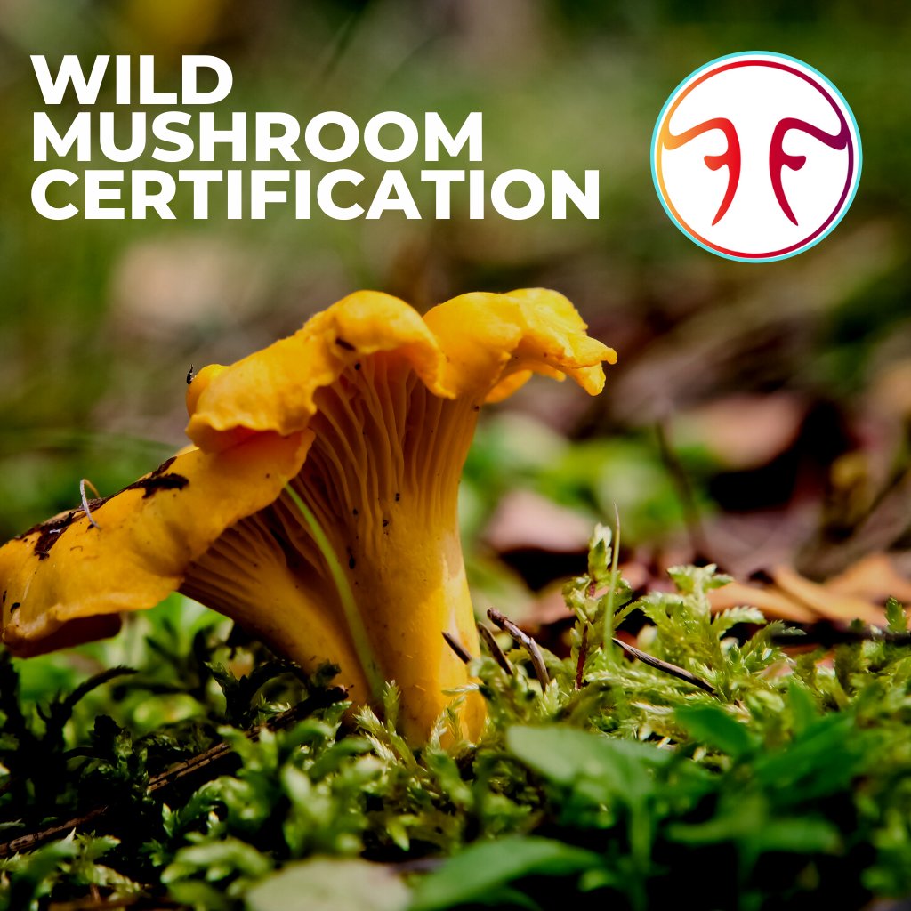 Wild Mushroom Training – Fungi Farm