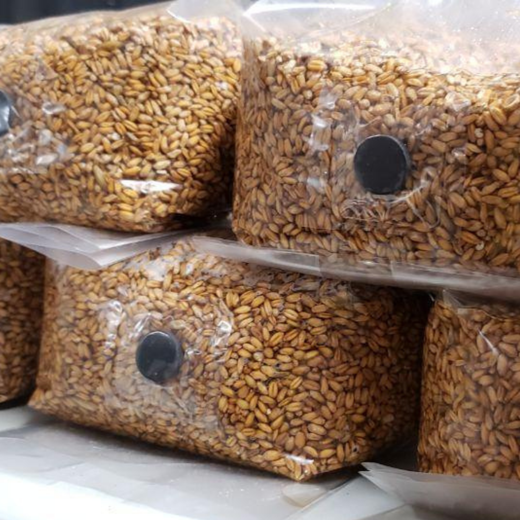 Fungi Farm | Grow Mushrooms