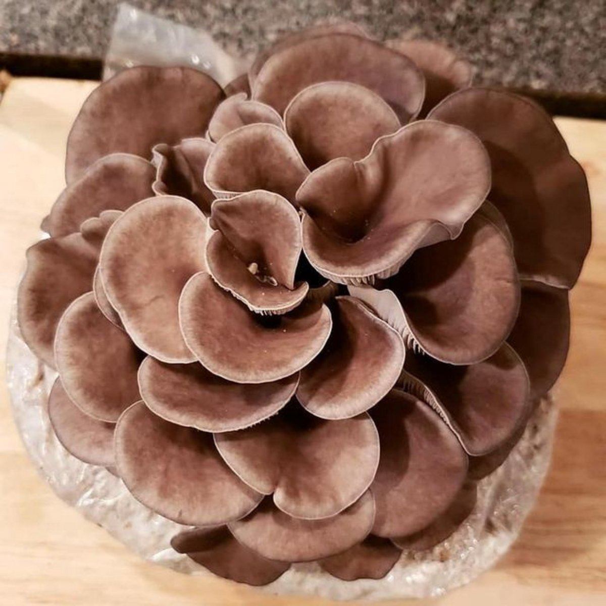 Discount Grow Kits | Fungi Farm