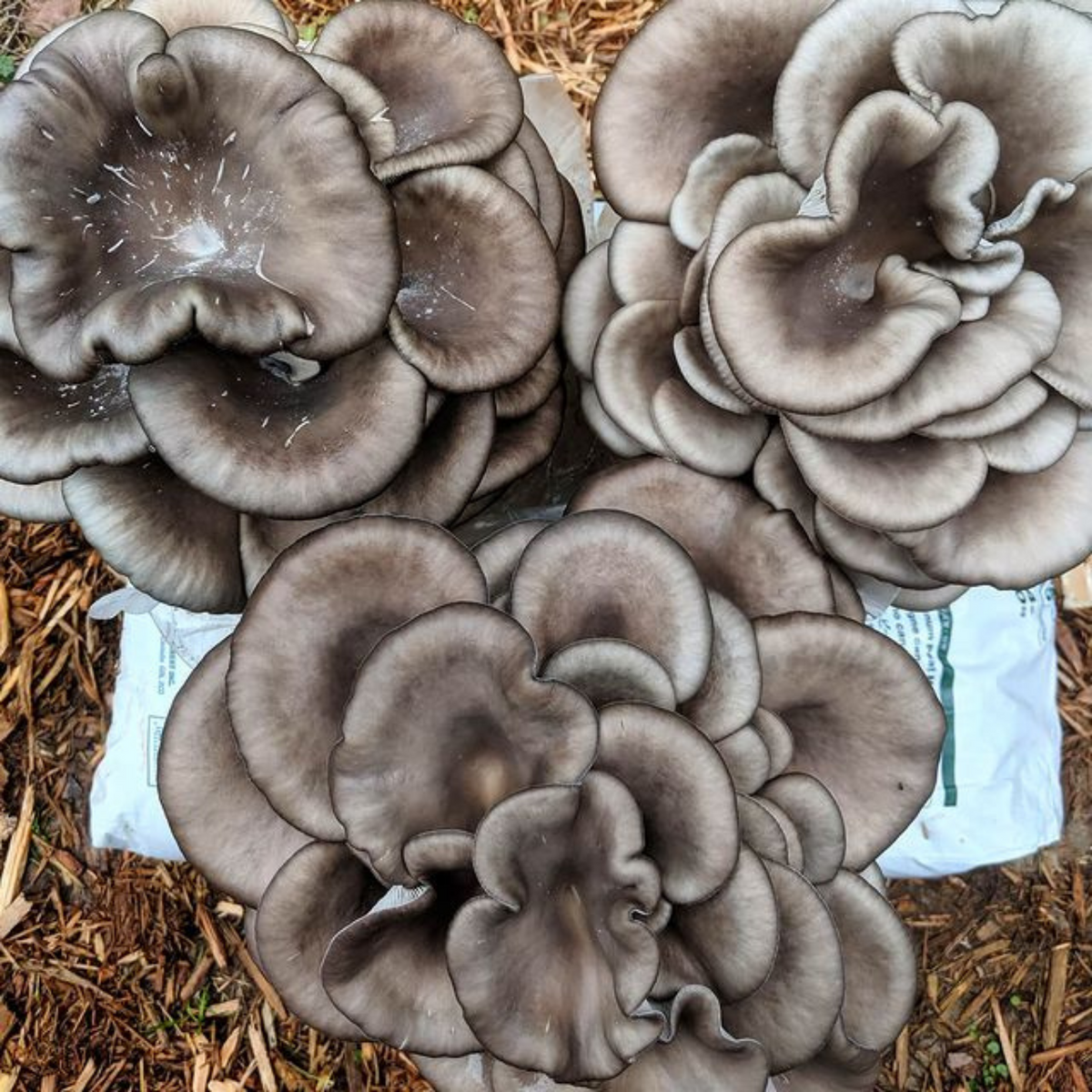 Ready-to-Fruit Mushroom Blocks | Fungi Farm