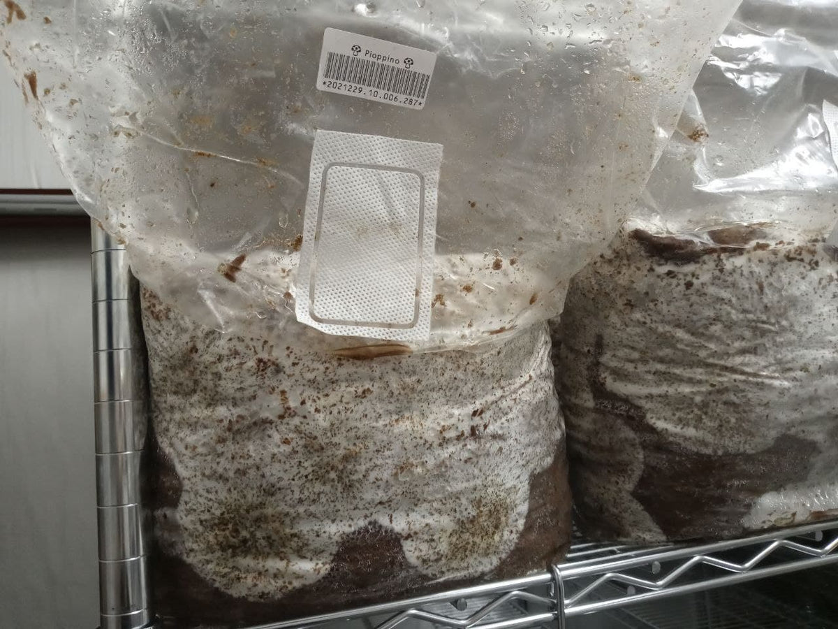 10lb Sawdust Spawn – Fungi Farm